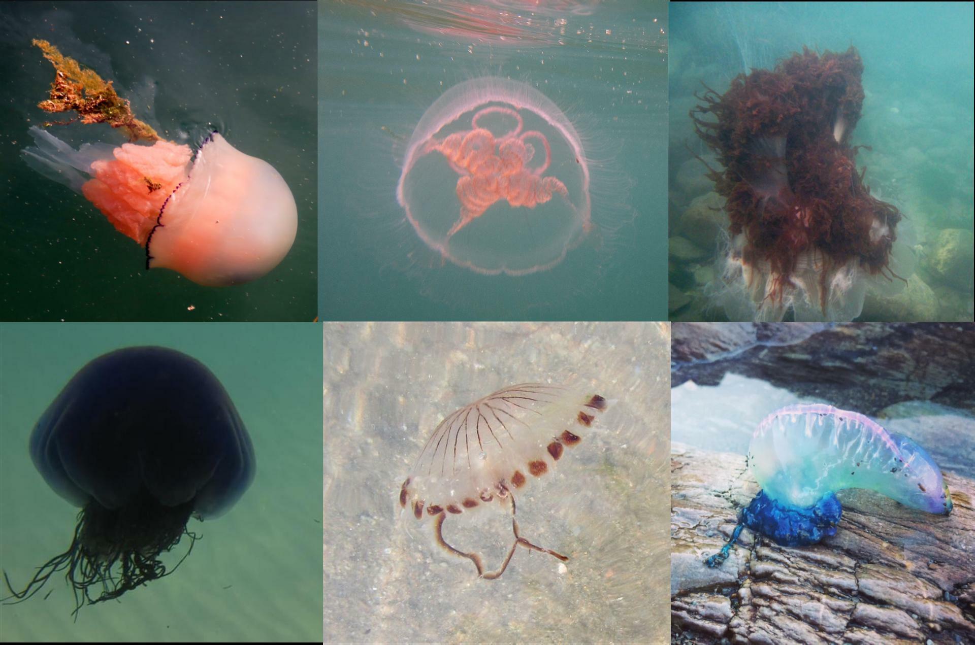 moon jellyfish devon