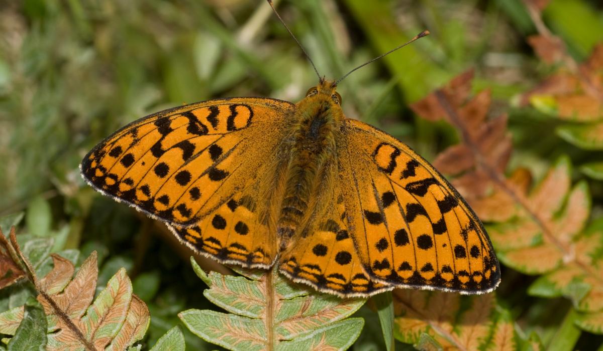 Project takes flight to save rare butterflies in North Devon - North ...