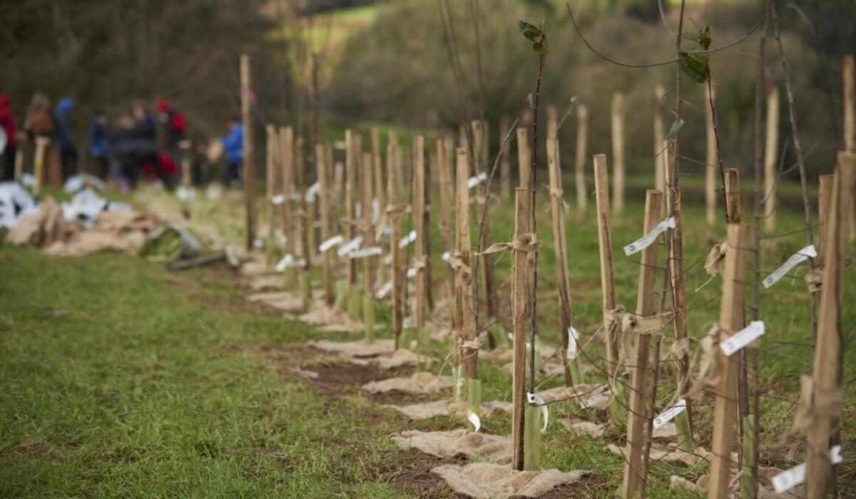 National Trust launches project to revive rainforests in North Devon ...