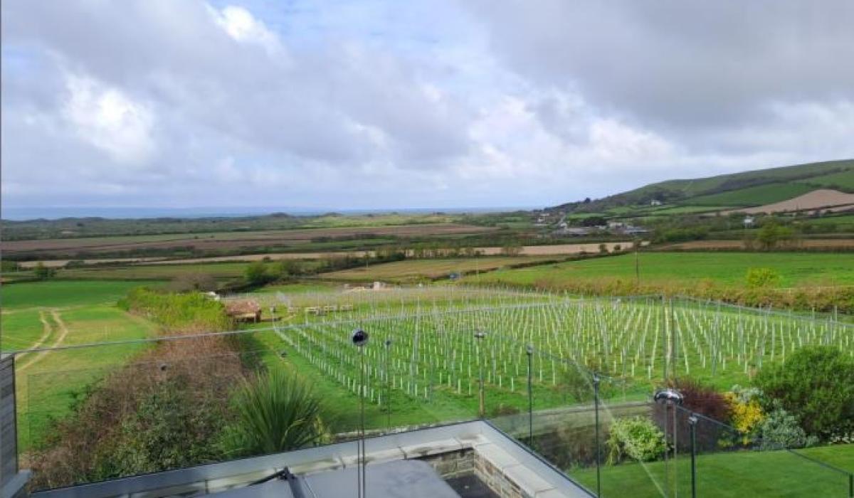 North Devon vineyard granted year-round alcohol licence - North Devon Today