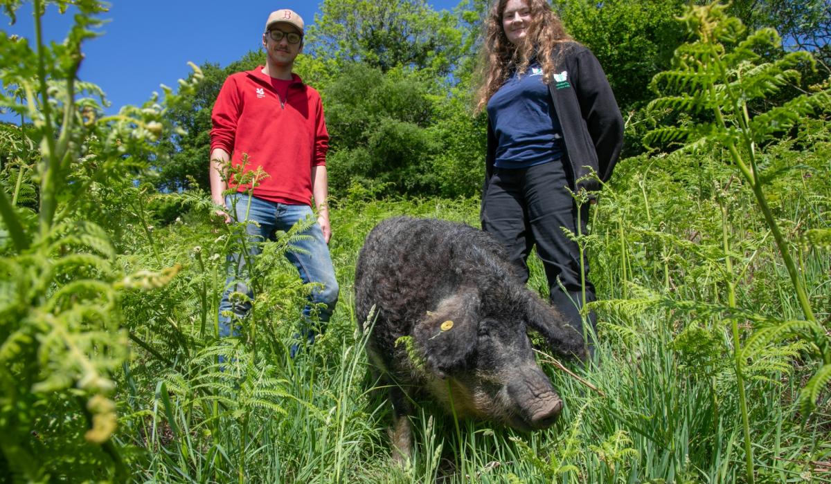 Hungarian hogs helping out rare butterflies at Heddon Valley - North Devon Today