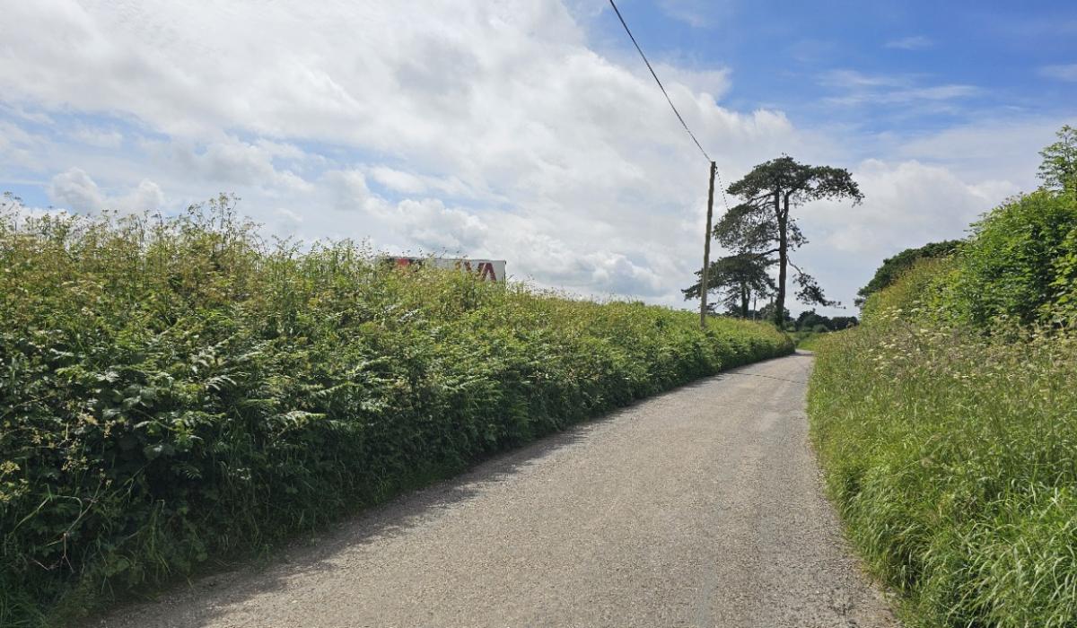 Concern over ancient trees at risk from new development in Landkey ...