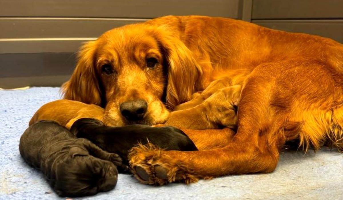 Unlicensed breeder fined for "appalling" dog conditions - North Devon Today