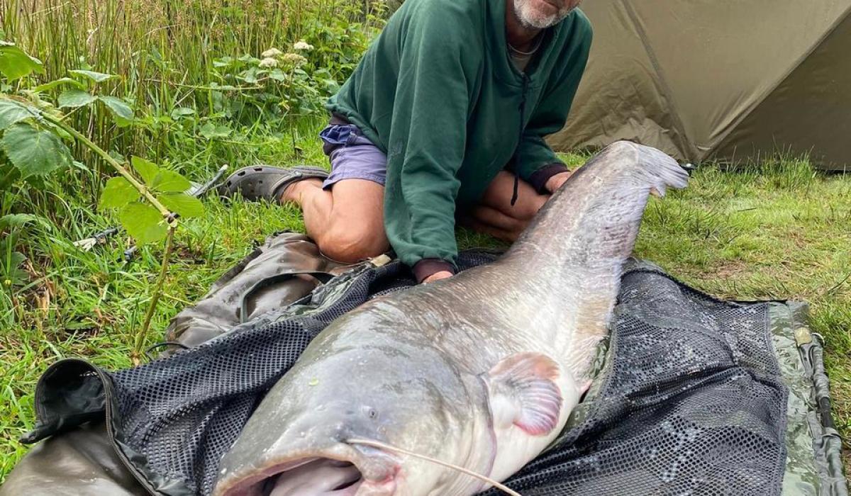 Magnificent Catfish landed by local angler - North Devon Today