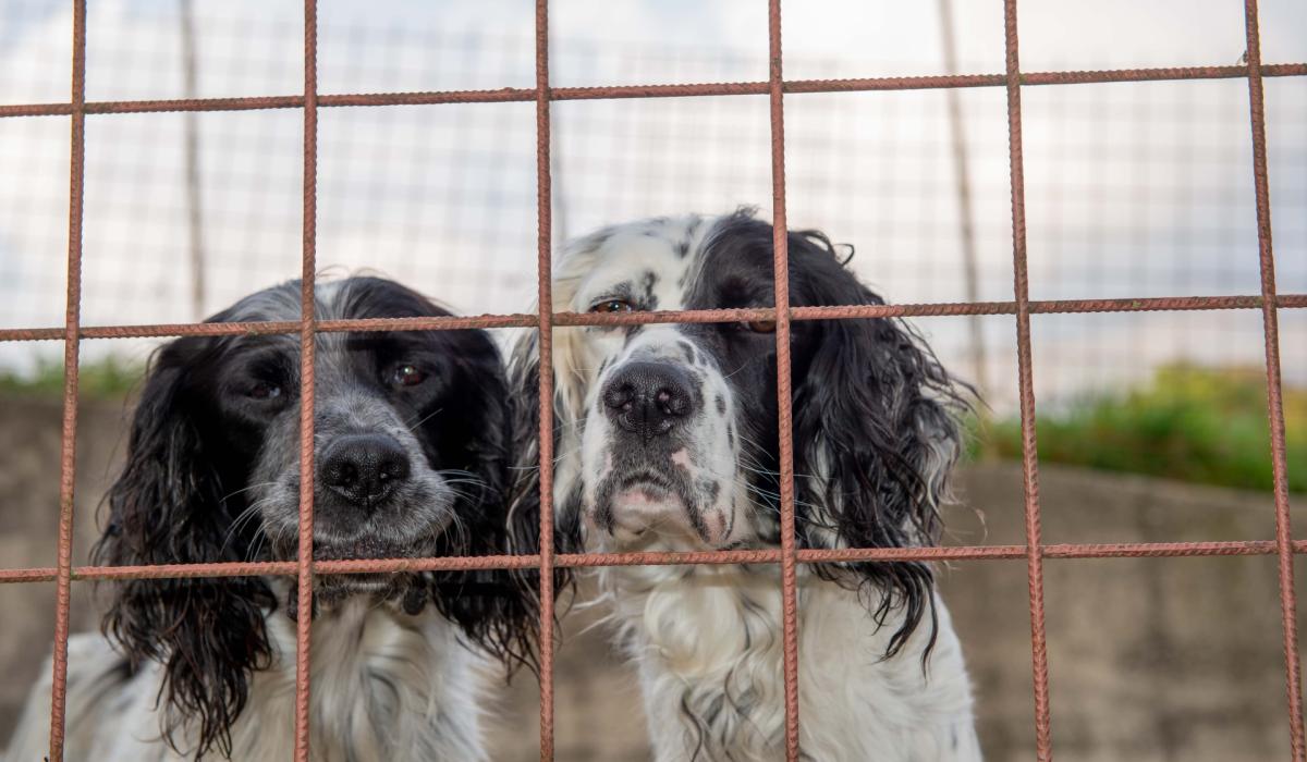 Council issues warning to unlicensed dog breeders - North Devon Today