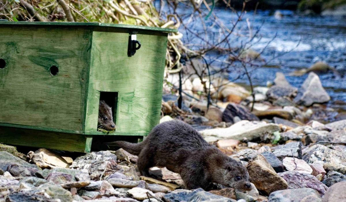 First otter cubs of the year successfully released back into the wild ...
