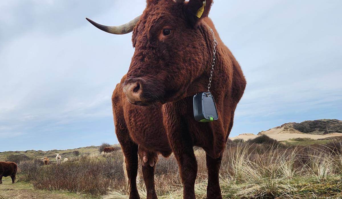 New high-tech 'fashion accessories' for Braunton Burrows cows - North ...
