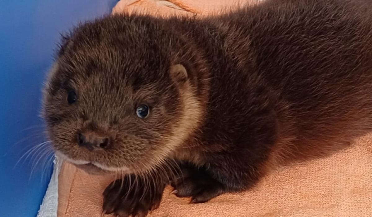 'He wouldn’t have survived much longer' – Tiny otter cub’s miracle ...