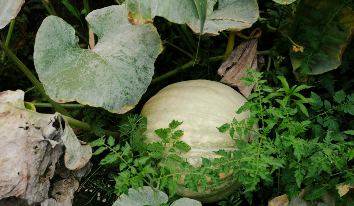 Gardening: the quiet January decisions that define a great garden ...