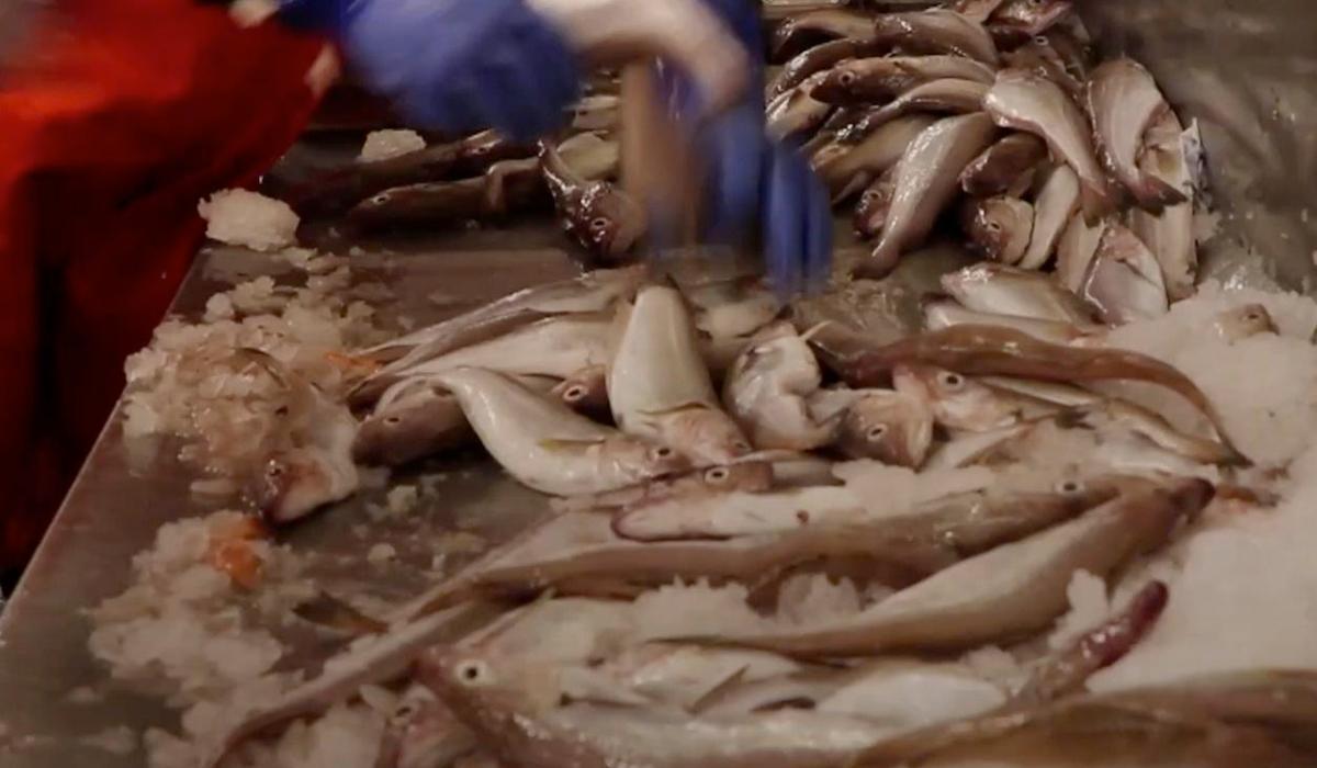 Appledore Fish Dock restaurant plans agreed 'in principle' - North Devon Today