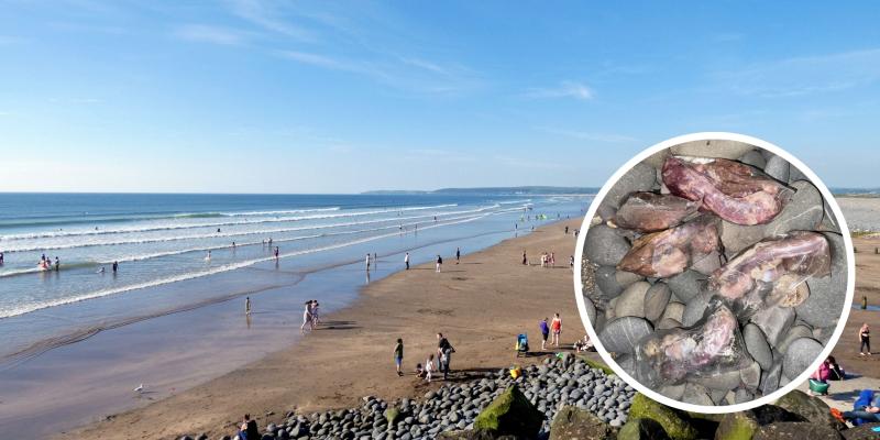 ‘Don’t eat washed up chicken’ warning as meat parcels washed up on ...