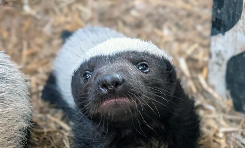 Exmoor Zoo welcomes first honey badger born in the UK for 20 years ...