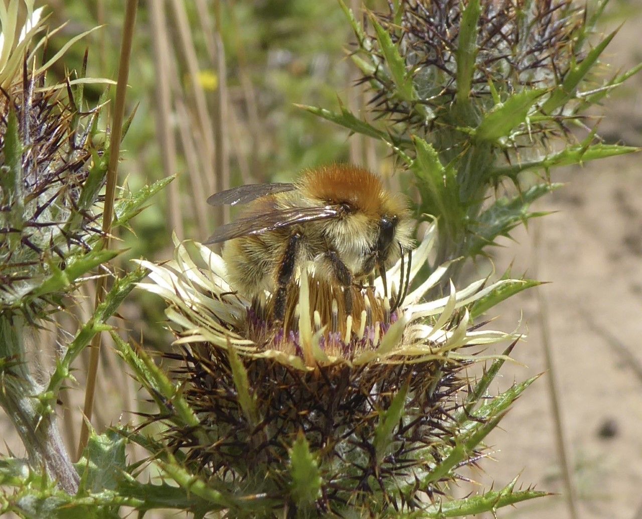 North Devonians urged to help the humble bumble bee - North Devon Today