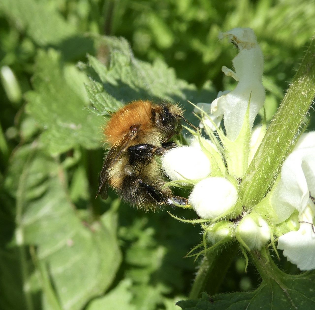 North Devonians urged to help the humble bumble bee - North Devon Today