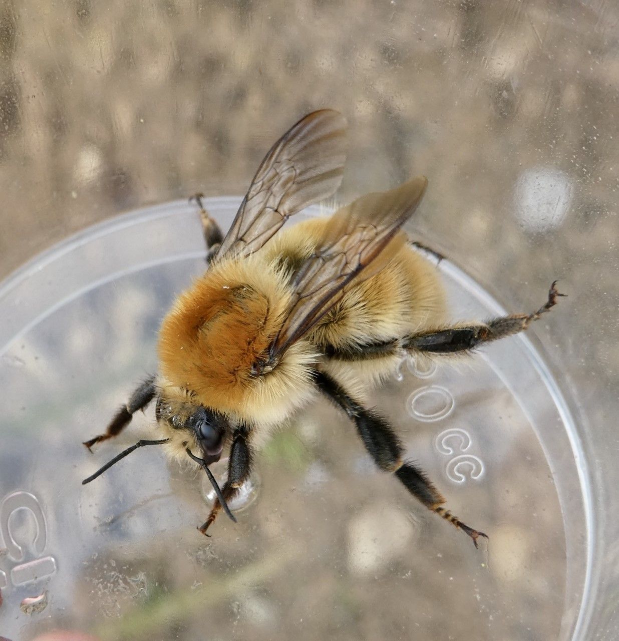 North Devonians urged to help the humble bumble bee - North Devon Today